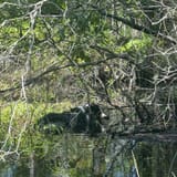 Green Swamp Wilderness Preserve Loop, Florida - 58 Reviews, Map | AllTrails