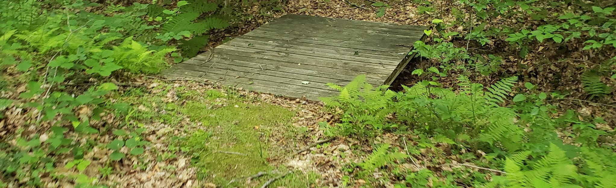 Laurel Mill Perseverance, One Mile, and Sparrow Nest Trail Loop ...