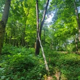 Martell Forest Loop, Indiana - 401 Reviews, Map | AllTrails