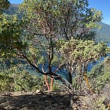 Wesley Ridge, British Columbia, Canada - 716 Reviews, Map | AllTrails