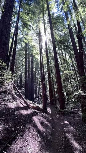 10 Best Trails and Hikes in Aptos | AllTrails