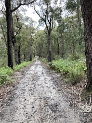 Best Hikes and Trails in Moondarra State Park | AllTrails