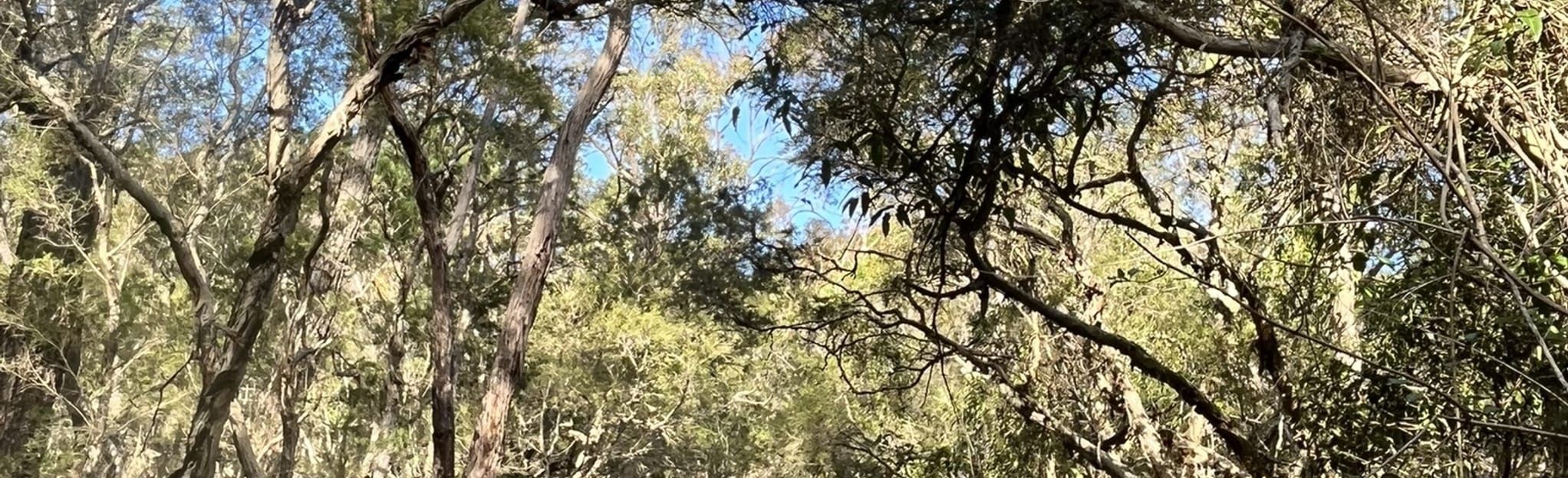 Point Wolstoncroft Fire Trail, New South Wales, Australia - 24 Reviews ...