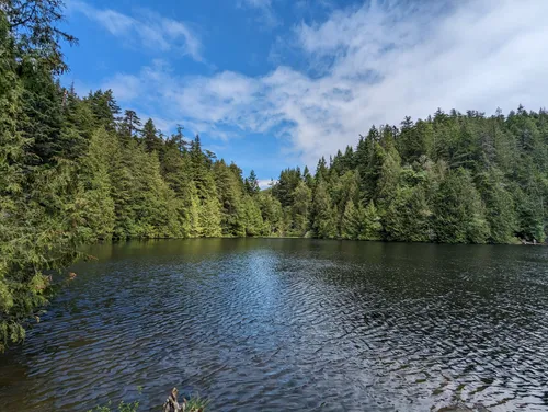 2023 Best Wildflowers Trails In Larrabee State Park Alltrails