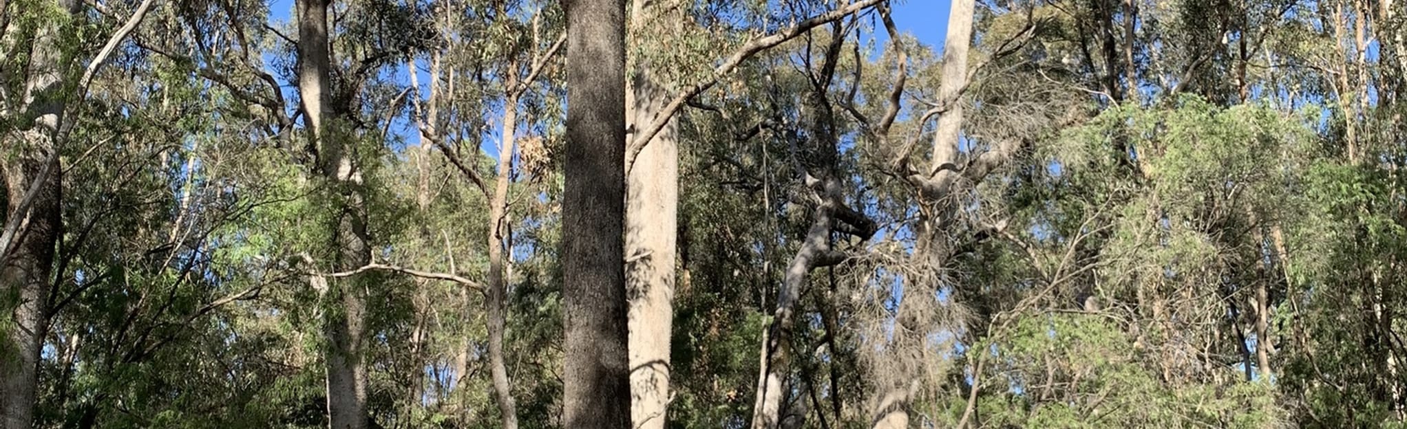 Tuart Forest Walk: 16 Reviews, Map - Western Australia, Australia ...