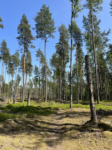 Best Trails near Tornberget | AllTrails