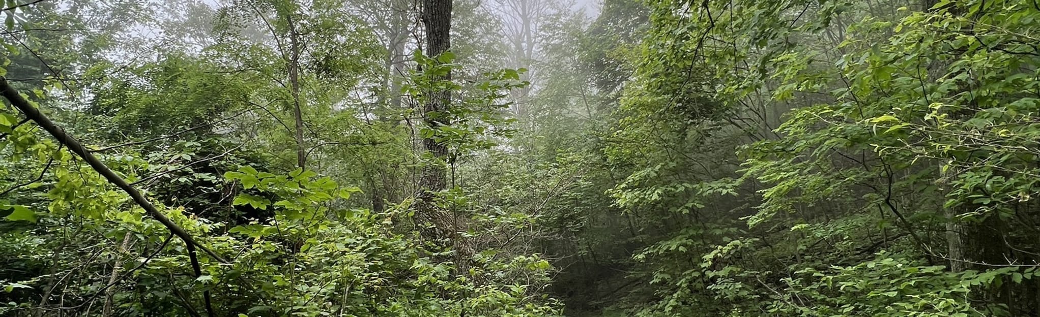 Meadow Spring Trail, Virginia - 96 Reviews, Map | AllTrails