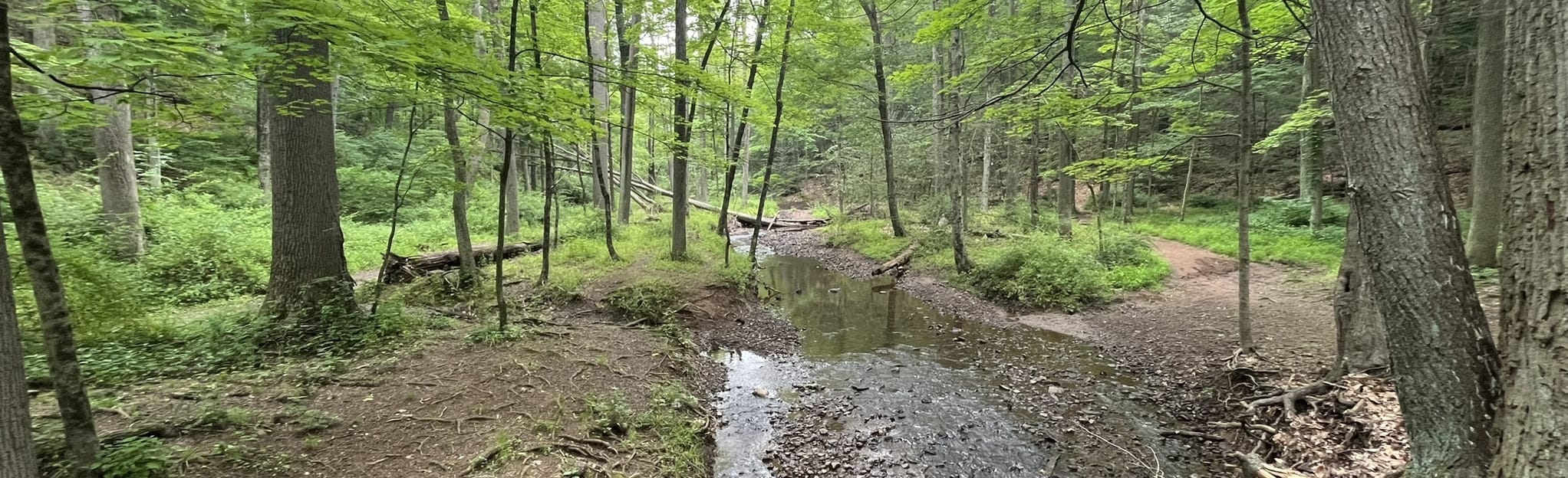 AllTrails | Watchung White, Purple and Yellow Trail Loop: 877 Reviews ...