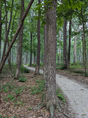 Best Hikes and Trails in Fox Ridge State Park | AllTrails