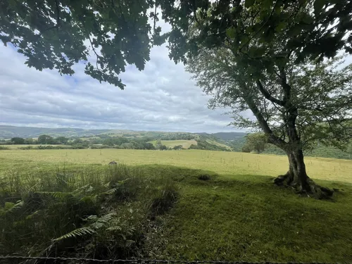 Best Hikes and Trails in Crychan Forest | AllTrails