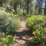 Sagehen Creek Loop, California - 852 Reviews, Map | AllTrails