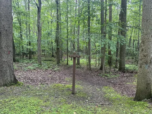 2023 Best Walking Trails in Forbes State Forest | AllTrails