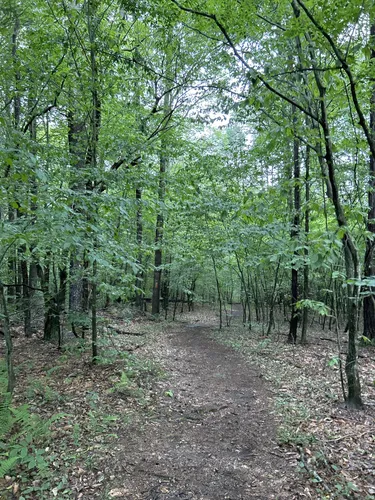 10 Best Hikes and Trails in Tioga State Forest | AllTrails