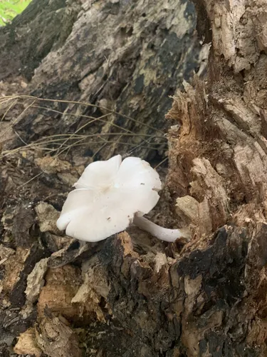 Best Hikes and Trails in Marott Park and Nature Preserve | AllTrails