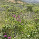 Gerbode Valley Loop, California - 493 Reviews, Map | AllTrails