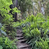 Miner's Ridge Trail, Clintonia Trail, and Gold Bluffs Beach Loop ...