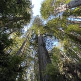 Miner's Ridge Trail, Clintonia Trail, and Gold Bluffs Beach Loop ...