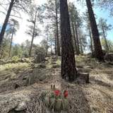 Schultz Creek Trail, Arizona - 383 Reviews, Map | AllTrails