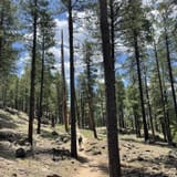 Schultz Creek Trail, Arizona - 383 Reviews, Map | AllTrails