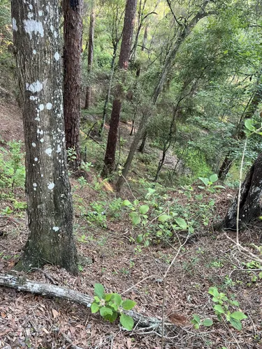 Best Hikes and Trails in Croom Wildlife Management Area | AllTrails