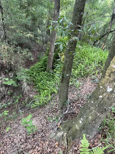 Best Hikes and Trails in Croom Wildlife Management Area | AllTrails