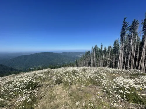 10 Best Forest Trails in Seattle | AllTrails