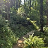 Forest Park Ridge Trail, Oregon - 1,112 Reviews, Map | AllTrails