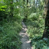 Forest Park Ridge Trail, Oregon - 1,112 Reviews, Map | AllTrails