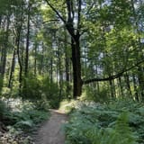 Forest Park Ridge Trail, Oregon - 1,112 Reviews, Map | AllTrails