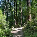 Forest Park Ridge Trail, Oregon - 1,112 Reviews, Map | AllTrails