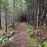 Franconia Brook Trail, New Hampshire - 323 Reviews, Map | AllTrails