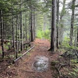 Franconia Brook Trail, New Hampshire - 323 Reviews, Map | AllTrails