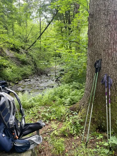 Best Hikes and Trails in Steam Mill State Forest | AllTrails