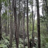 Taggerty River Lookout Loop, Victoria, Australia - 67 Reviews, Map ...