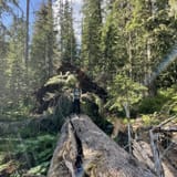 Boulder Ridge Trail, Washington - 27 Reviews, Map | AllTrails