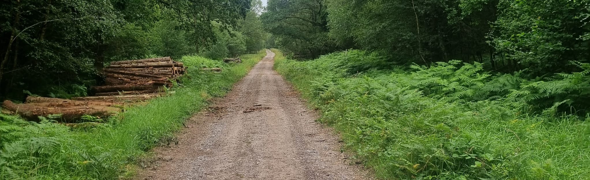 Bentley Wood from Middle Winterslow: 7 Reviews, Map - Wiltshire ...