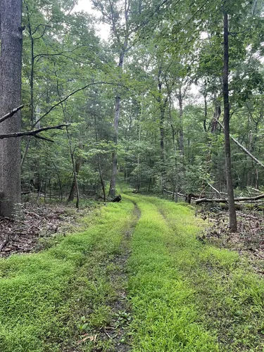 Best Hikes and Trails in Duke Forest Blackwood Division | AllTrails