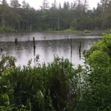 Franconia Brook Trail, New Hampshire - 323 Reviews, Map | AllTrails