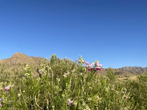 Best Hikes and Trails in Castner Range National Monument | AllTrails