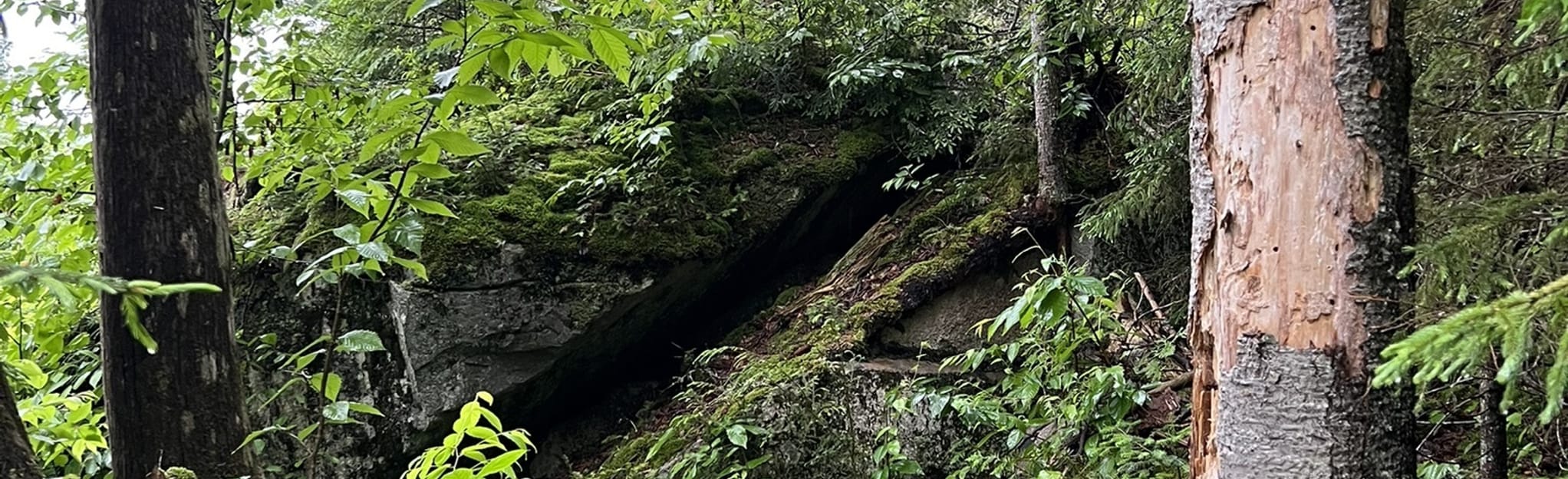 AllTrails | Maidstone Lake Loop: 7 Reviews, Map - Vermont