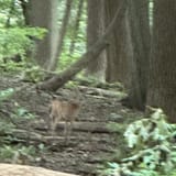 Lorimer Park Loop, Pennsylvania - 967 Reviews, Map | AllTrails