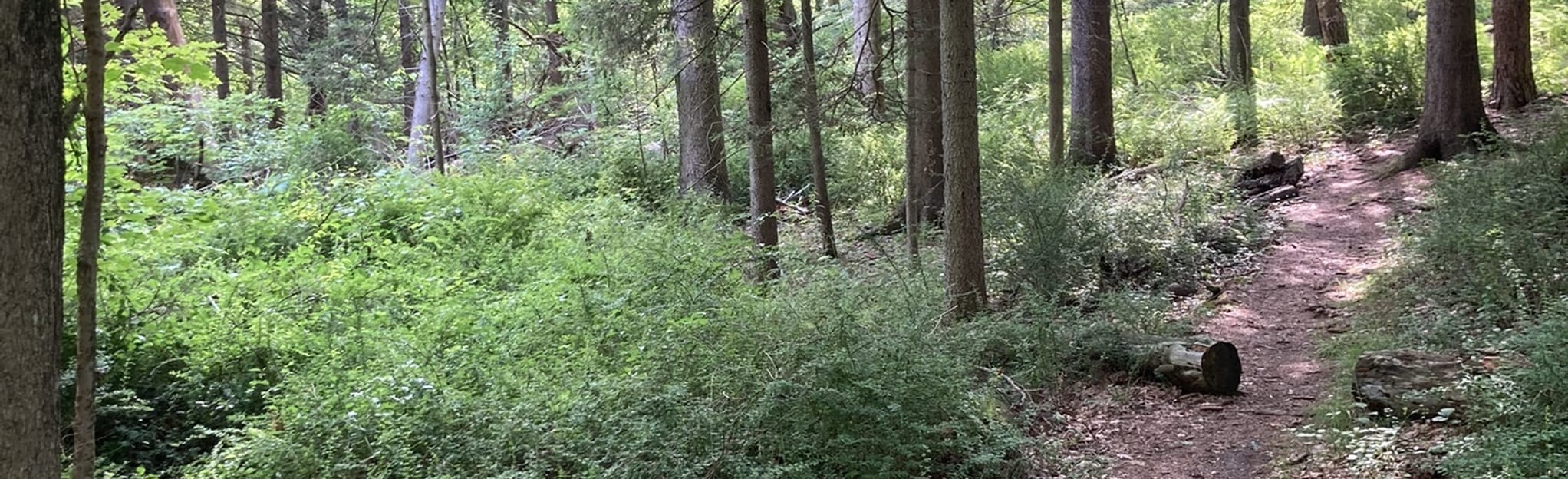 Seven Hills, Buck, Little Doe, and Ski Trail Loop, New York - 27 ...