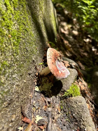 Best Hikes and Trails in Rehoboth State Forest | AllTrails