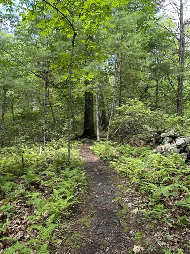 Best Hikes and Trails in Rehoboth State Forest | AllTrails