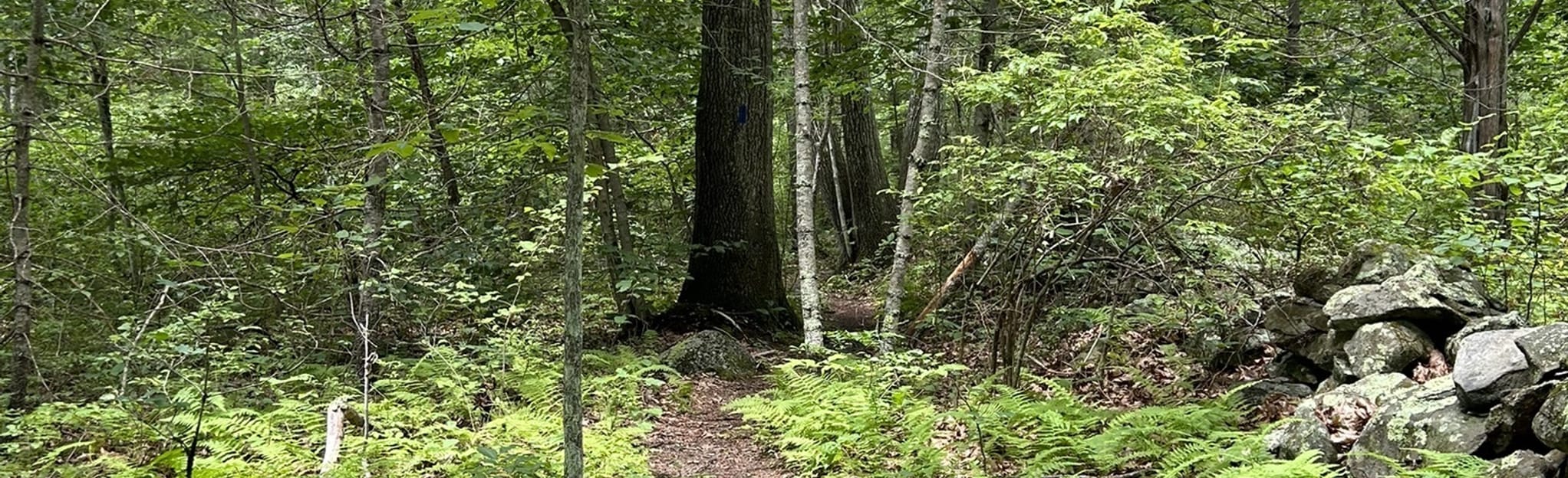Pine Loop Trail, Massachusetts - 155 Reviews, Map | AllTrails