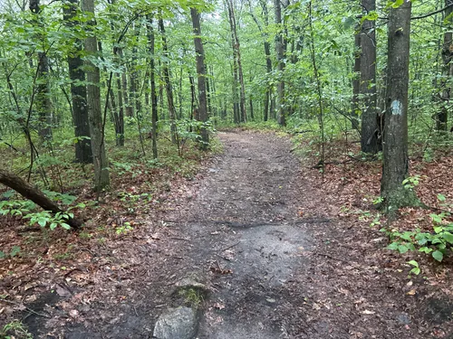 10 Best Hikes and Trails in Meshomasic State Forest | AllTrails