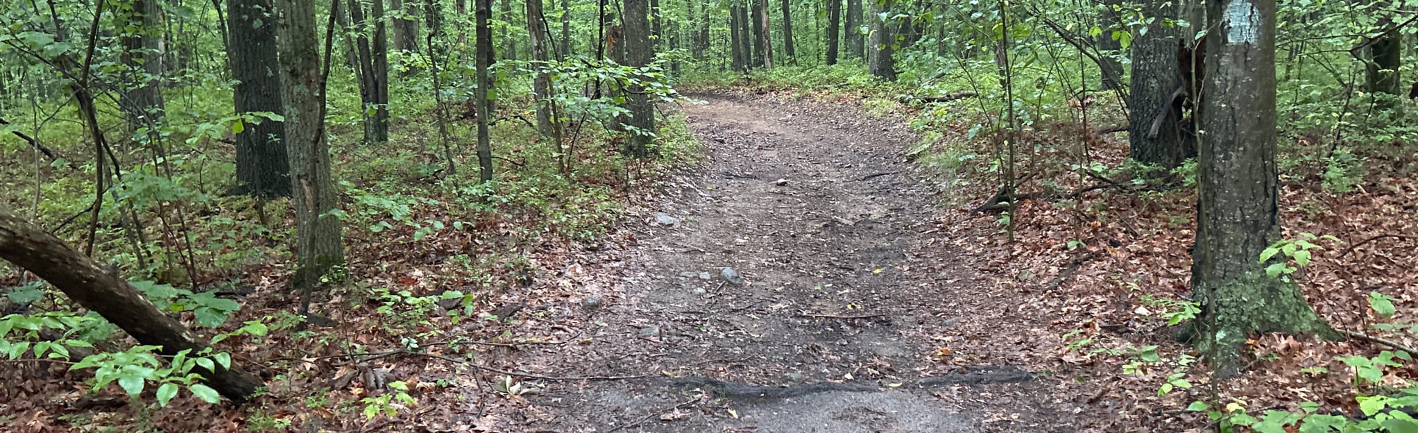 Webb Swamp Loop, Connecticut - 36 Reviews, Map | AllTrails