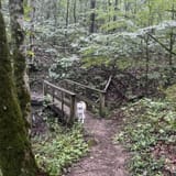 Narrows of the Harpeth Trail, Tennessee - 900 Reviews, Map | AllTrails