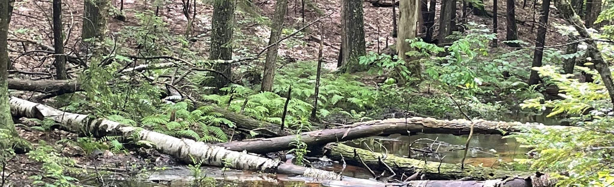 Stonehurst Manor Trail, New Hampshire - 173 Reviews, Map | AllTrails