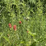 Rathdrum Mountain Trail, Idaho - 323 Reviews, Map | AllTrails